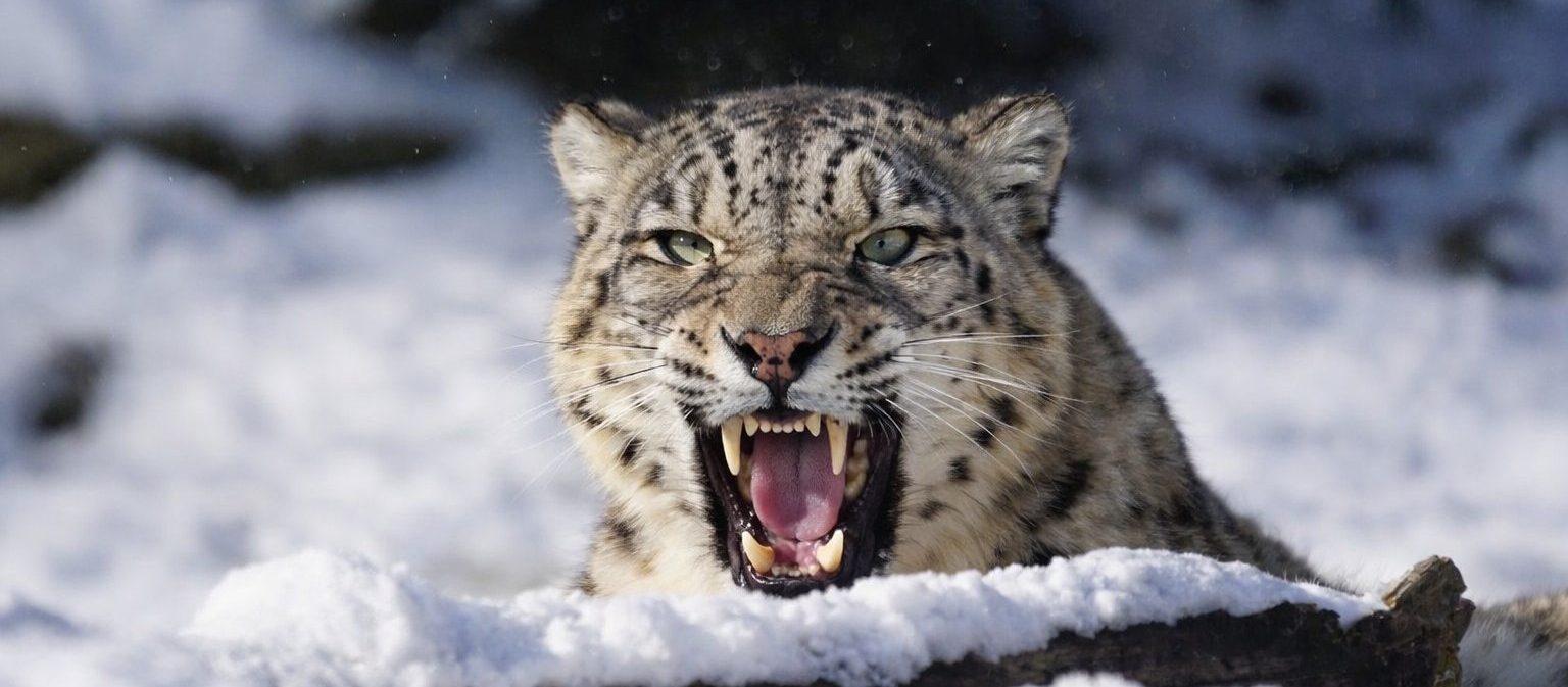 Snow Leopard Facts and Information | Habitat, Diet & More